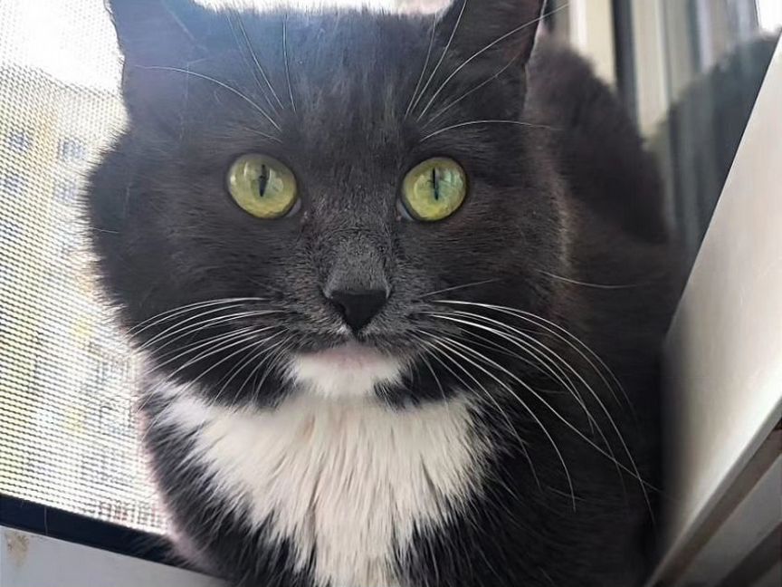 Голубая кошечка Муся в добрые руки