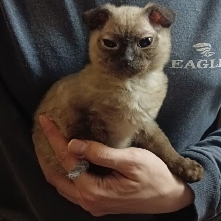 Донской сфинкс котёнок