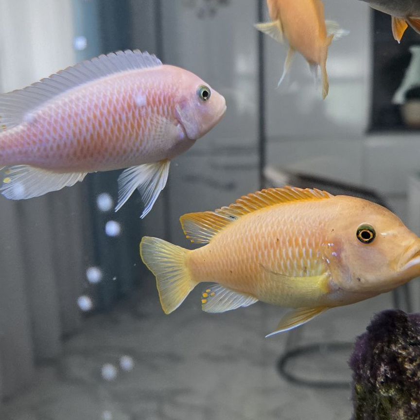 Псевдофеус зебра