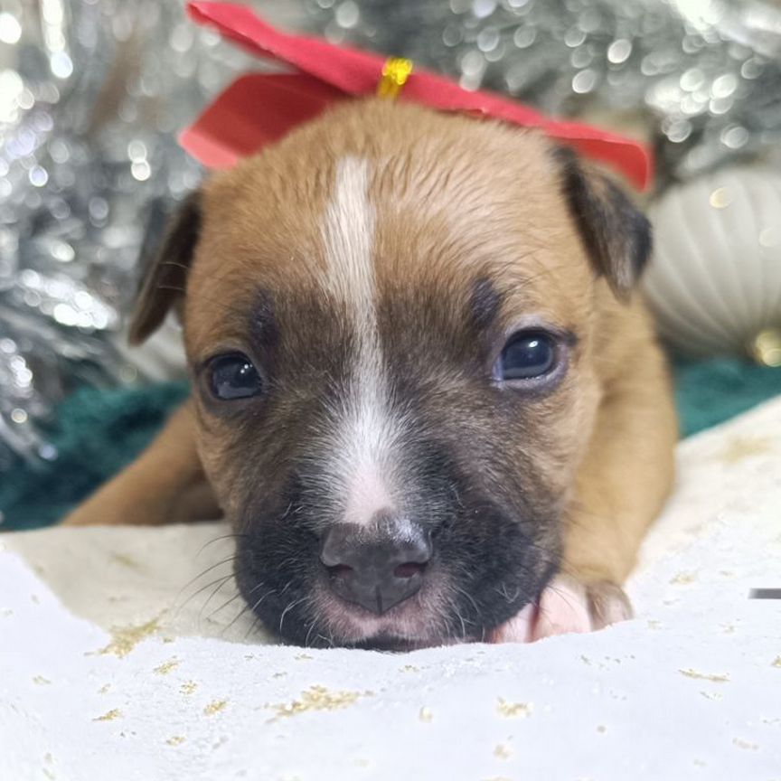 Американский питбультерьер, щенок