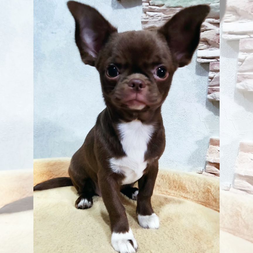 Чихуахуа, щенок