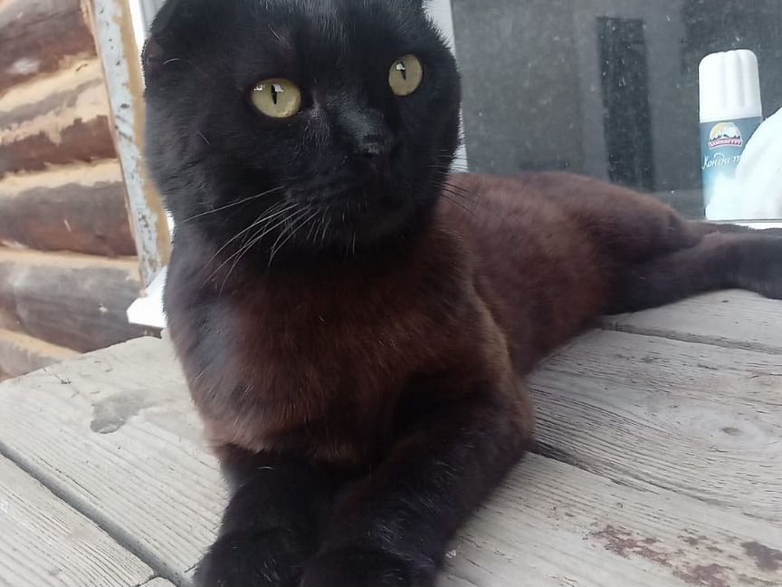 Котята в добрые руки бесплатно