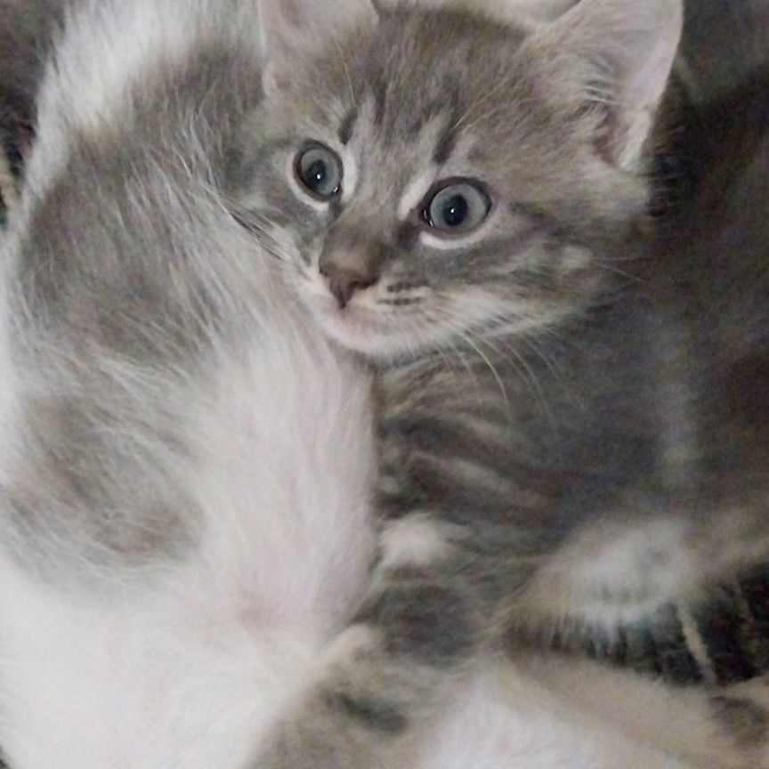 Отдам котенка в хорошие руки