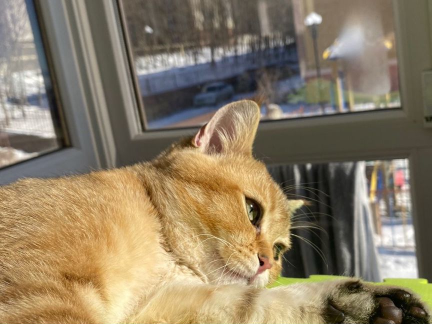 Котенок золотая шиншилла