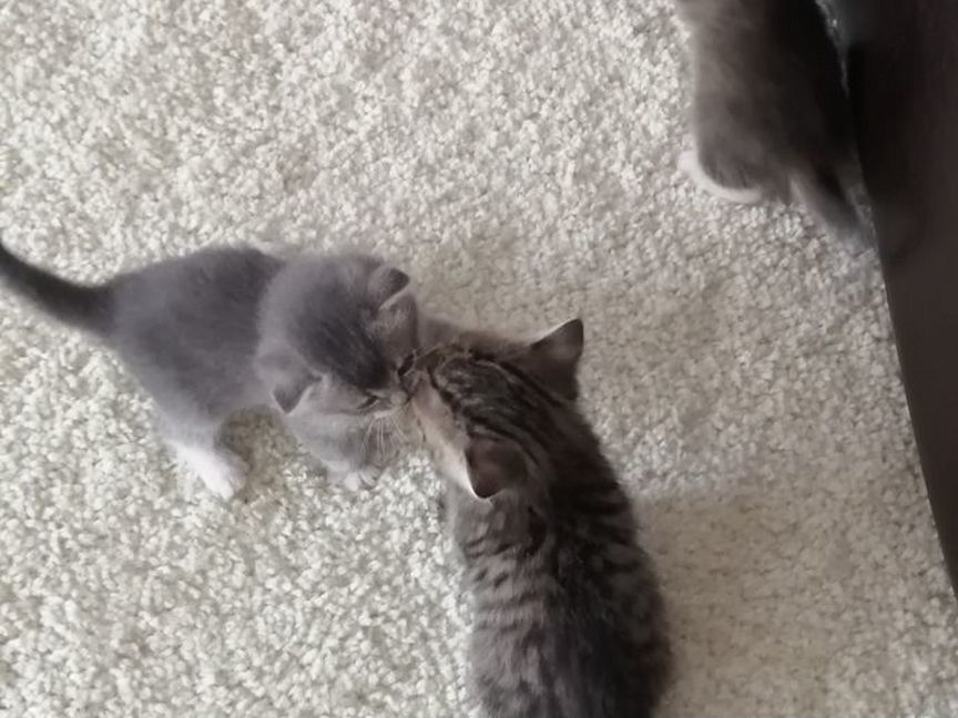 Шатланские котята