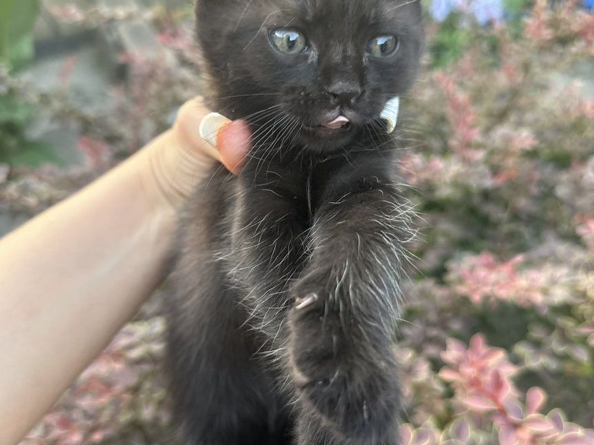 Отдам котят