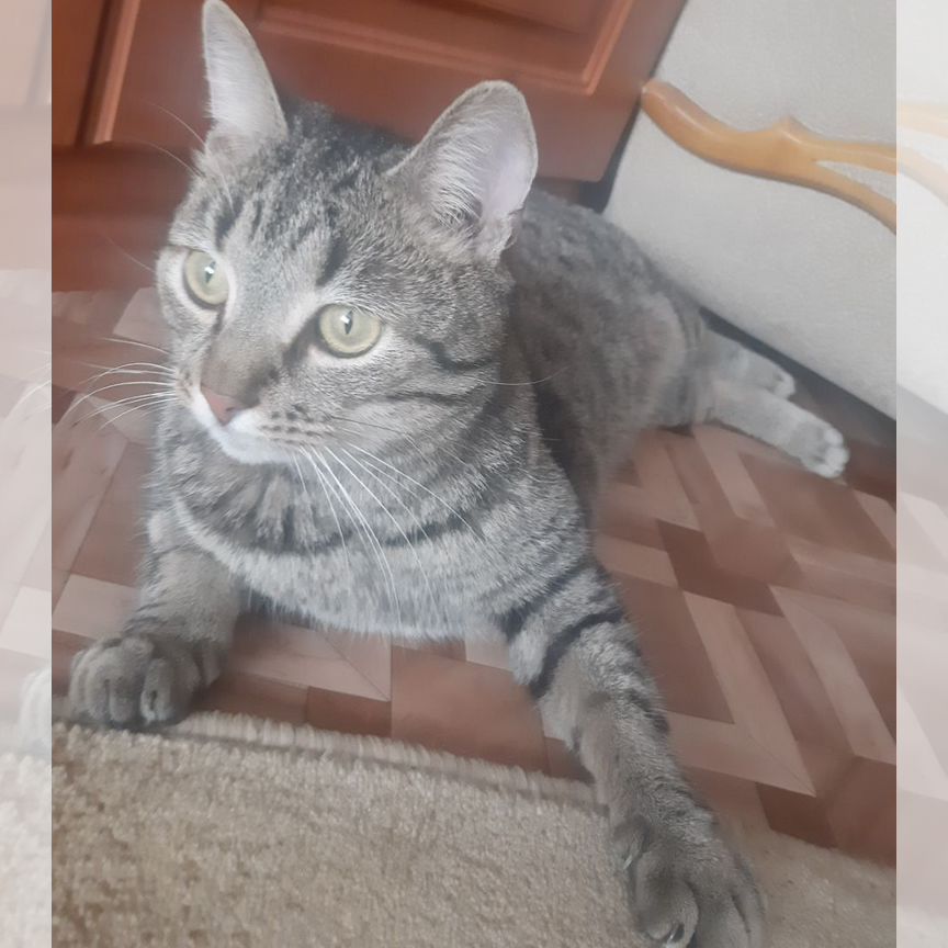 Ориентальный, взрослый кот