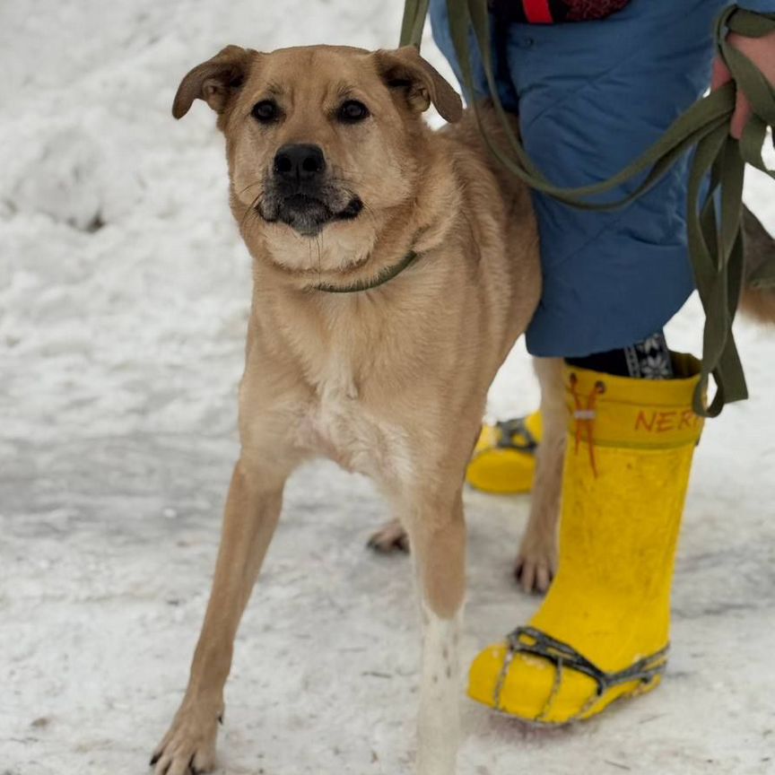 Взрослый пёс в добрые руки