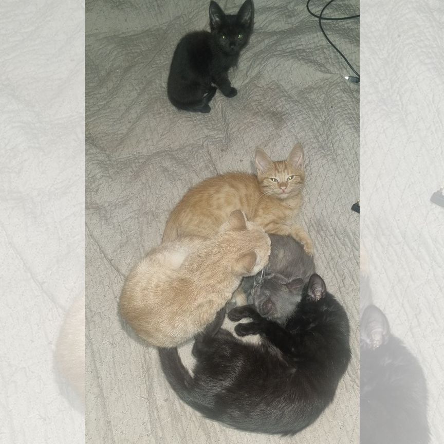 Котята в добрые руки