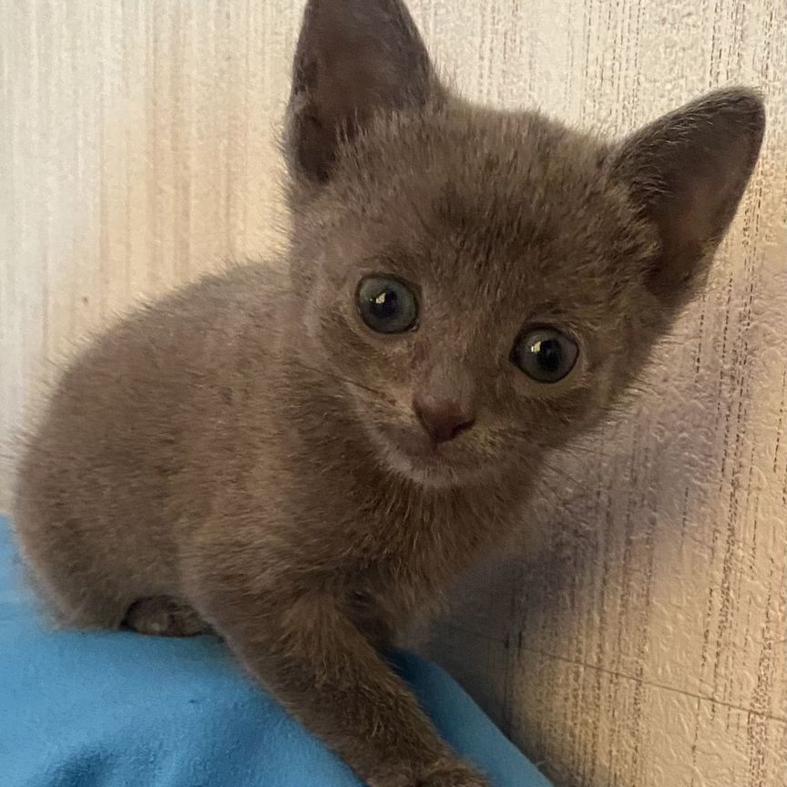 Русская голубая котенок