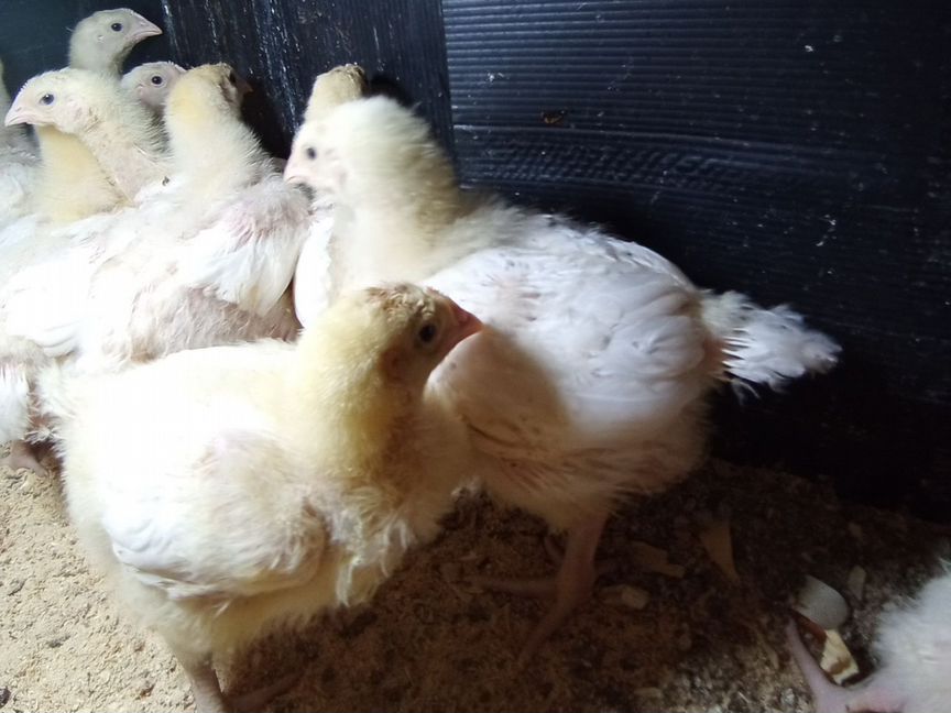 Цыплята бройлеры