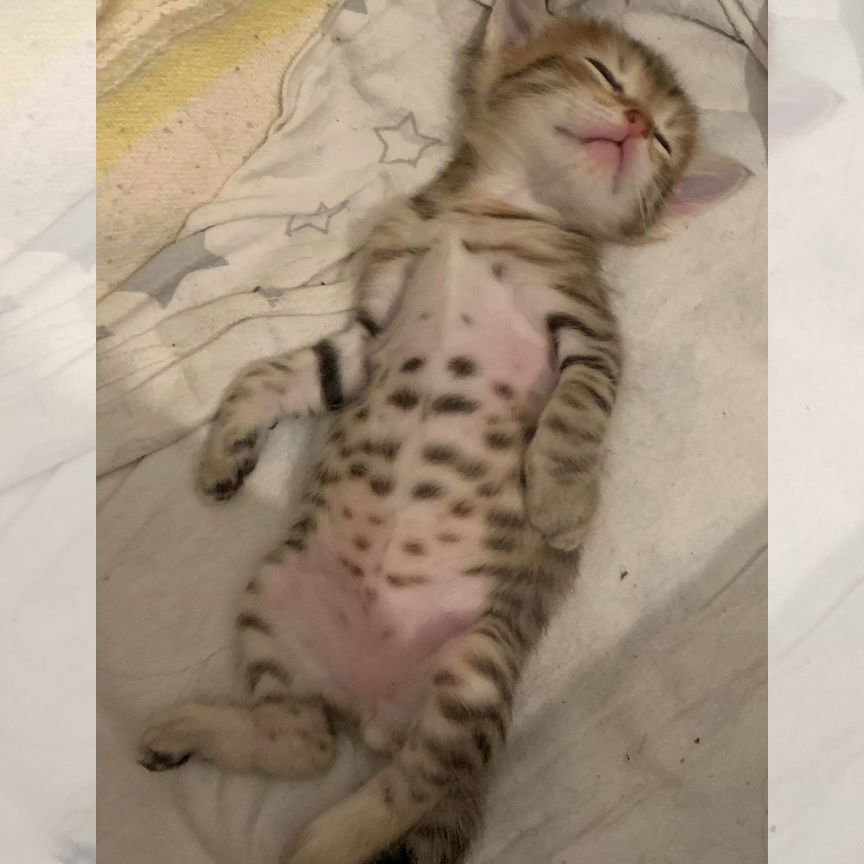 Курильский бобтейл котята