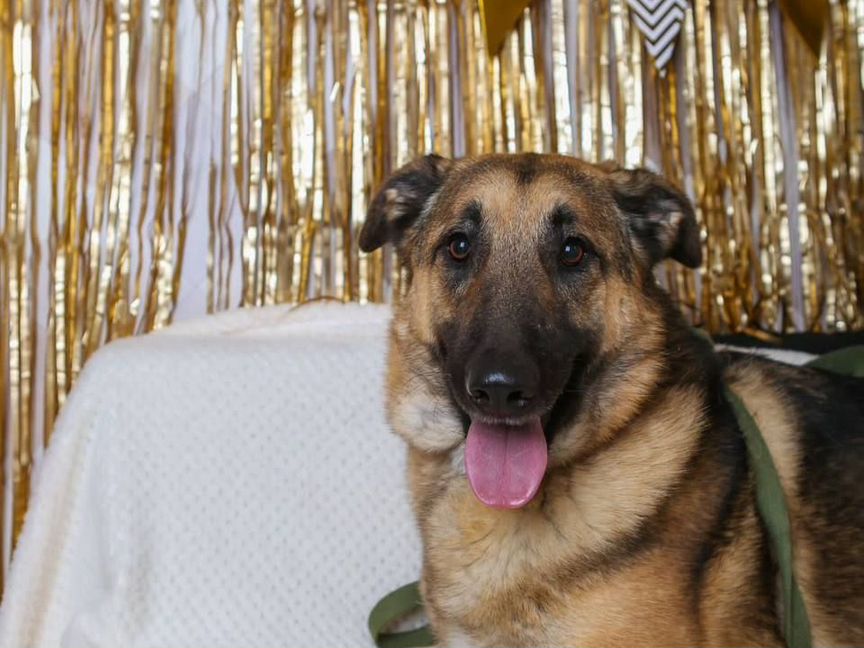 Собака в добрые руки Айс