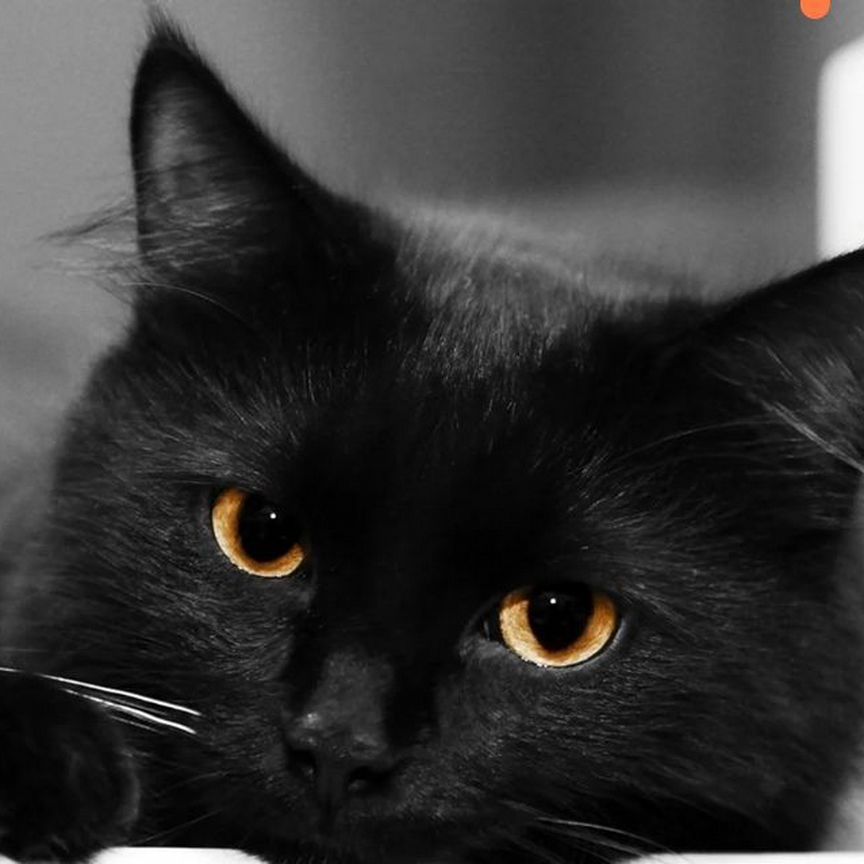 Отдам котенка