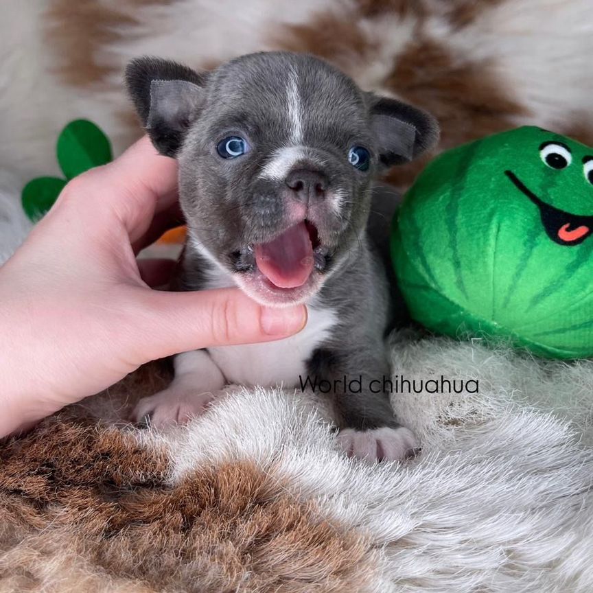 Эксклюзив Голубая Мини Девочка Baby Face