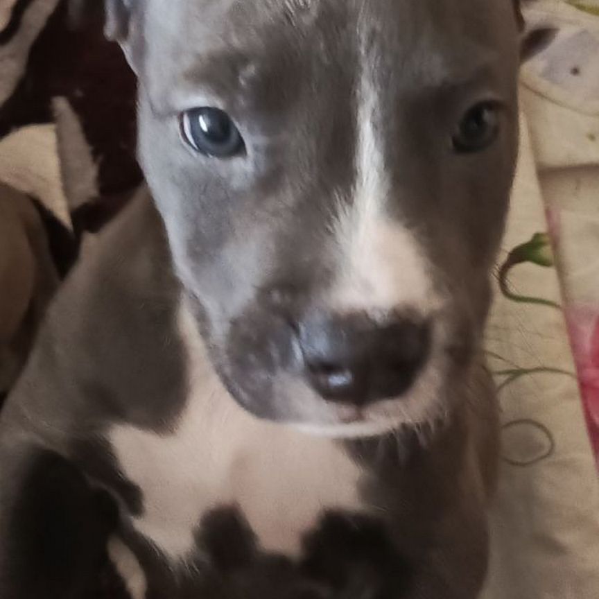 Стаффордширский терьер