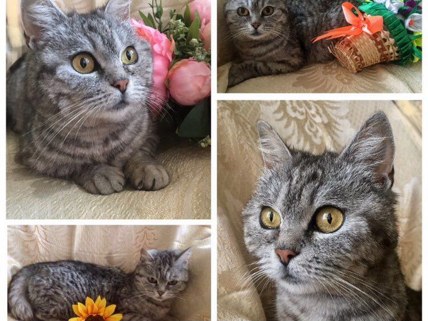 Милая кошечка Грейси в дар