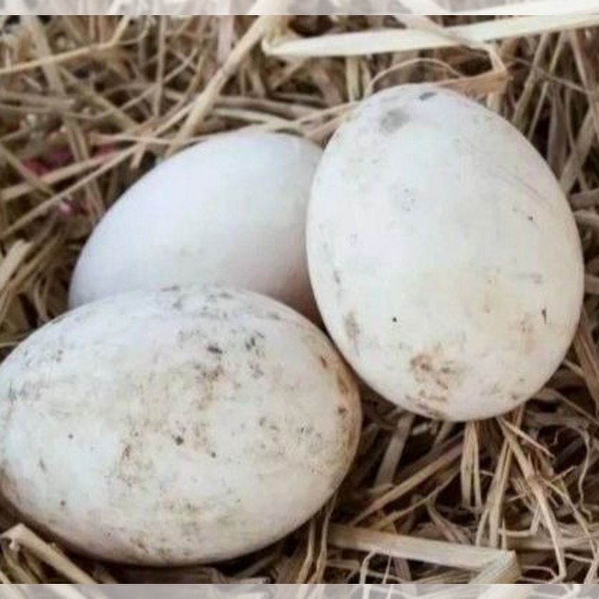 Утиные яйца, шипуны, бегунки