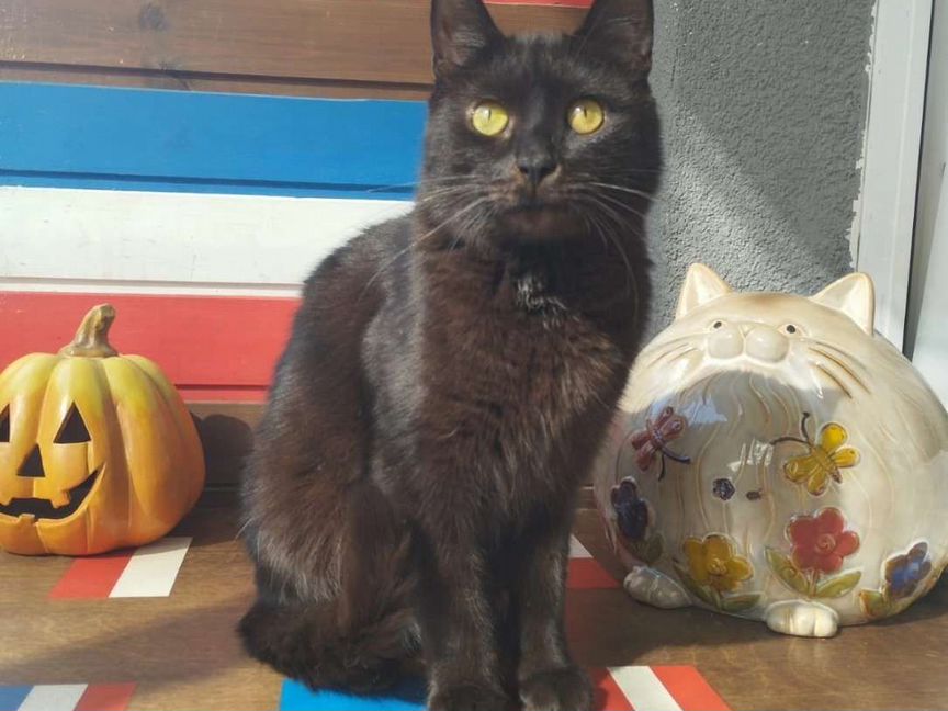 Кот Блэки 3 года