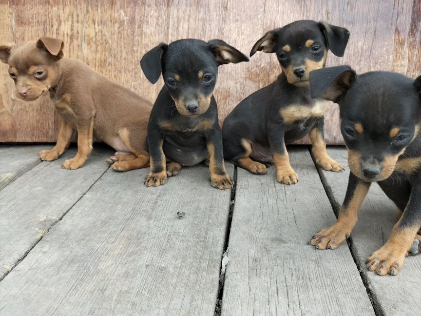 Той-терьер щенки