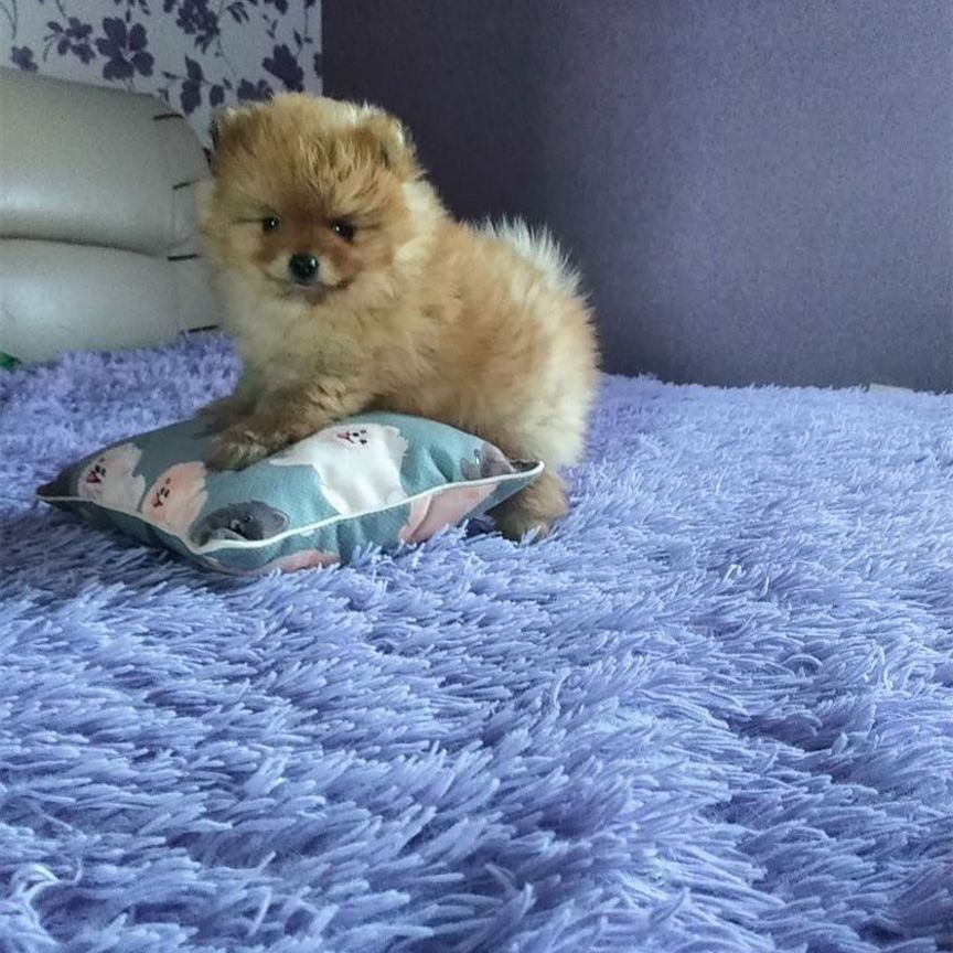 Шпиц (девочка)