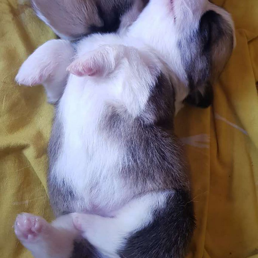 Вельш-корги пемброк шикарные щенки