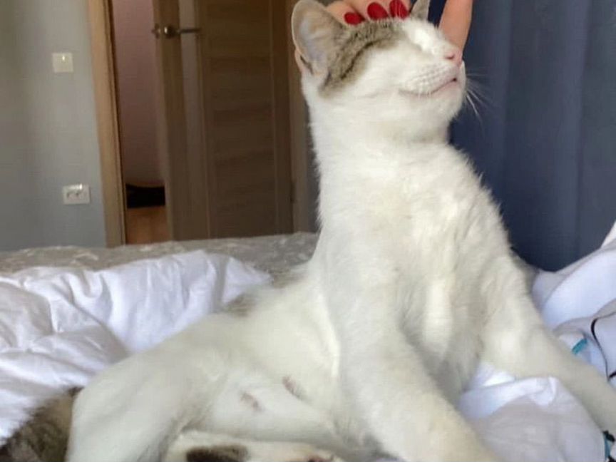 Уютная молодая кошка