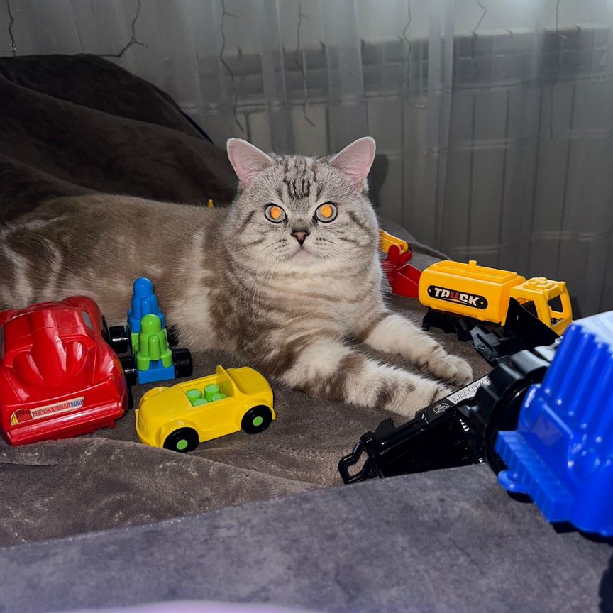 Котята турецкий ван