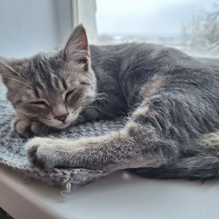 Ласковый котик