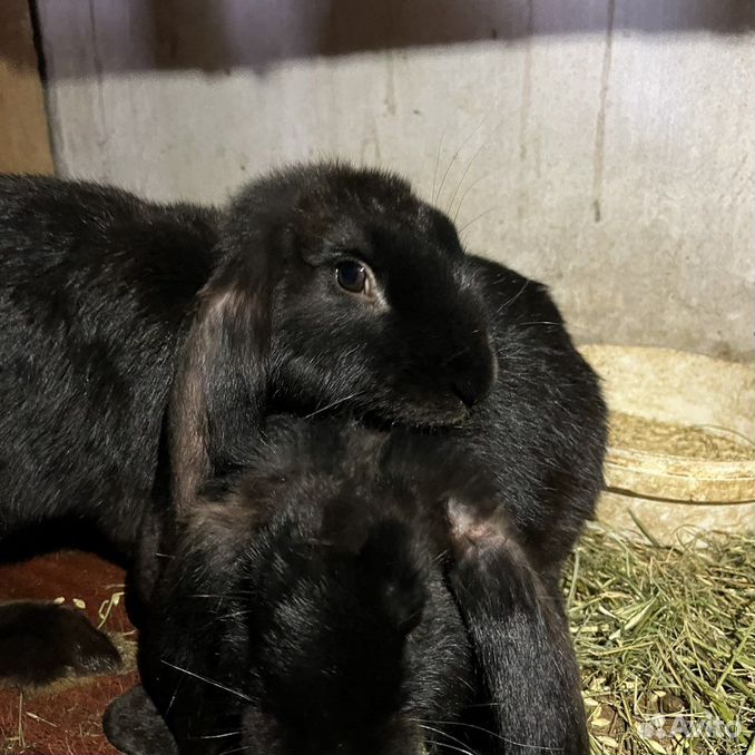 Кролики породы французский баран