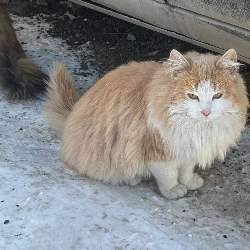 Коты и кошки выживают на улице