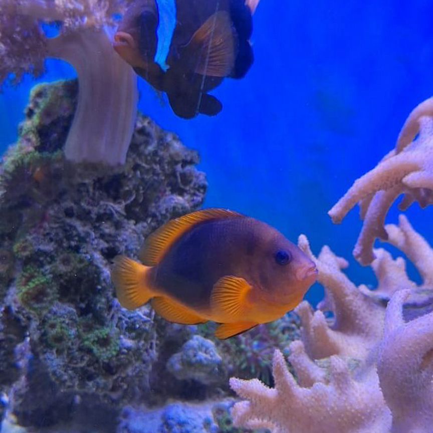 Аквариумные рыбки клоун