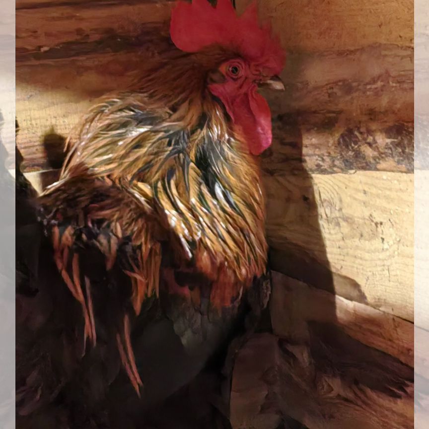 Петух Маран черно медный