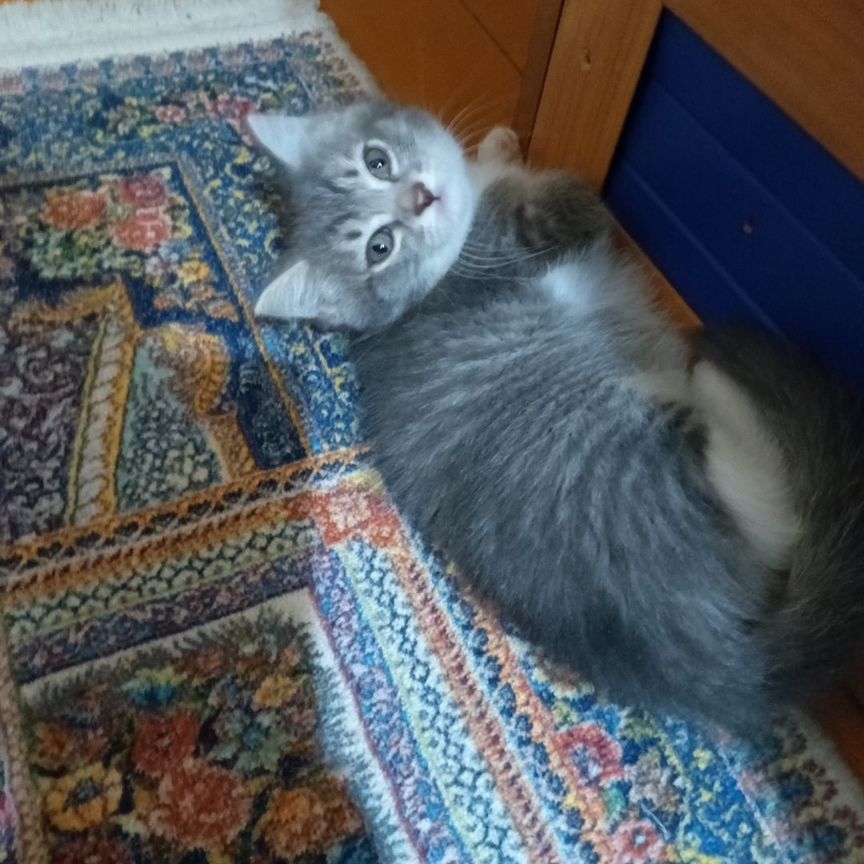 Котёнок в добрые руки