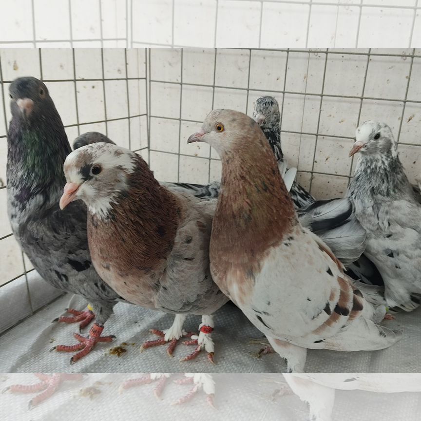 Бойные высоколетные голуби: классика, широхвостые