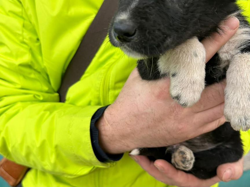 Фокстерьер