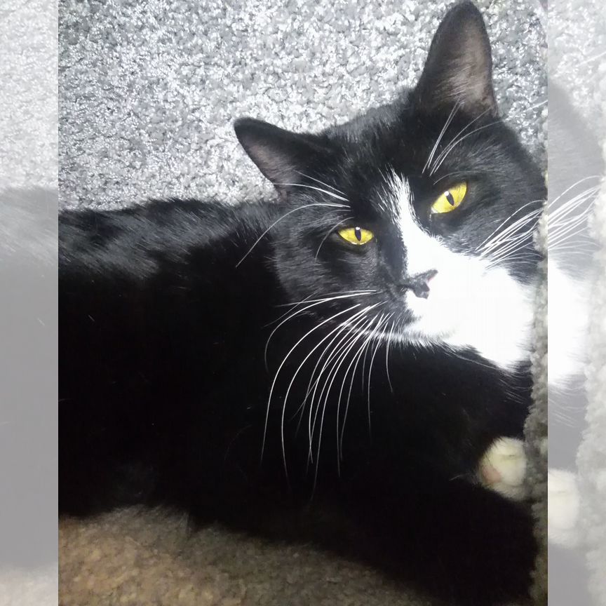 Взрослая кошка в добрые руки