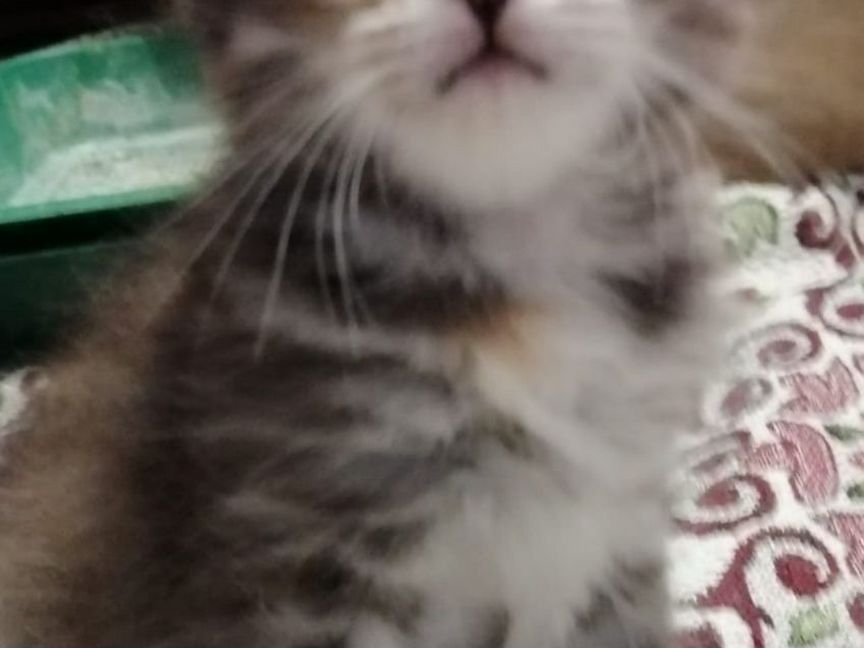 Котята