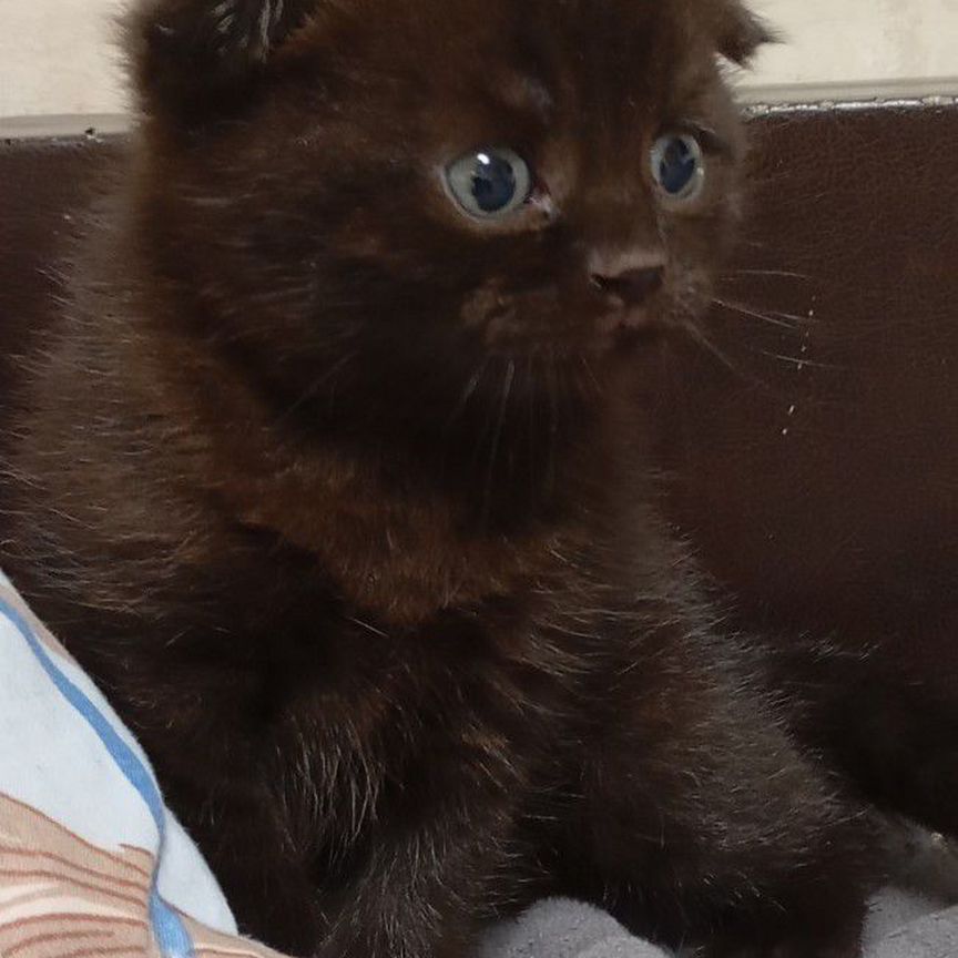 Шотландские котята