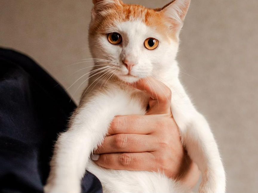 Котенок ищет семью