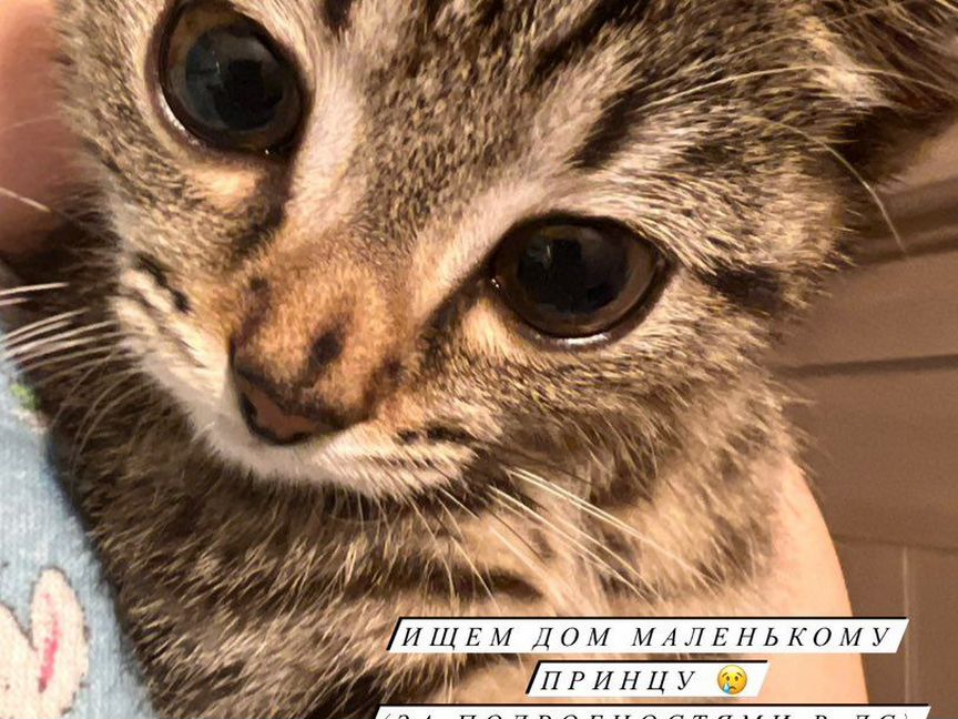 Котёнок в добрые руки