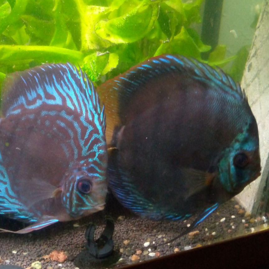 Дискусы рыбки