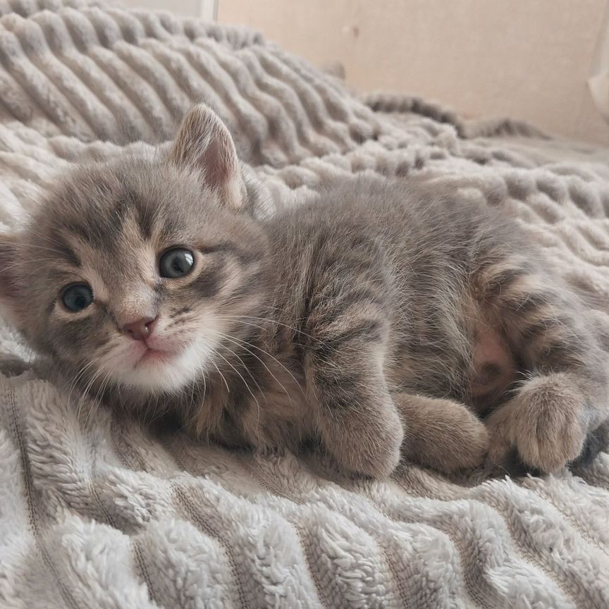 Котята