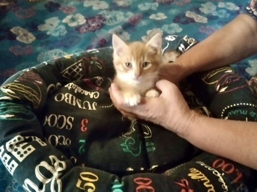 Котёнок в добрые руки бесплатно