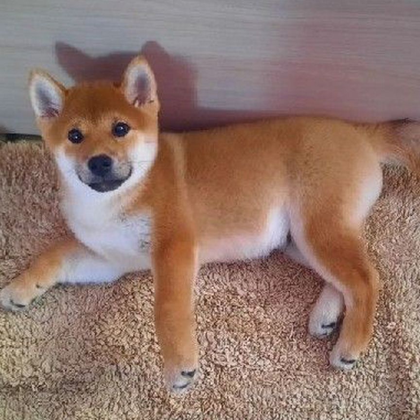 Сиба-ину, щенок