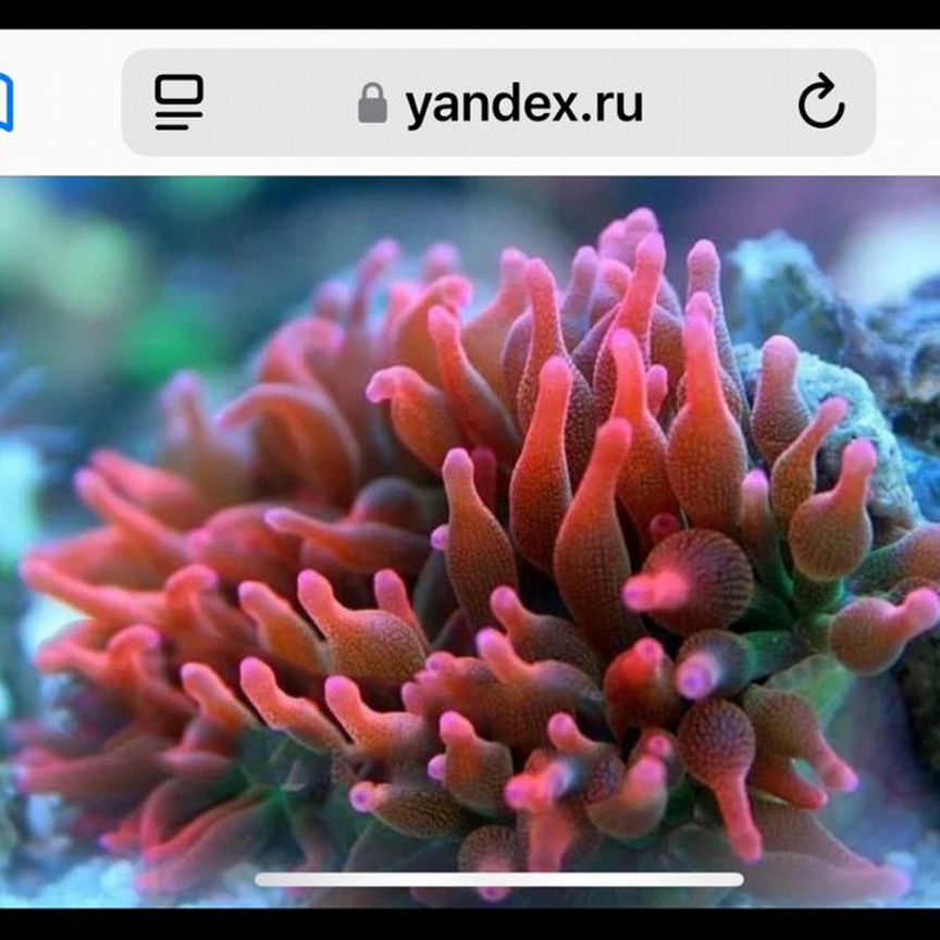 Актиния красная пузырчатая квадриколор