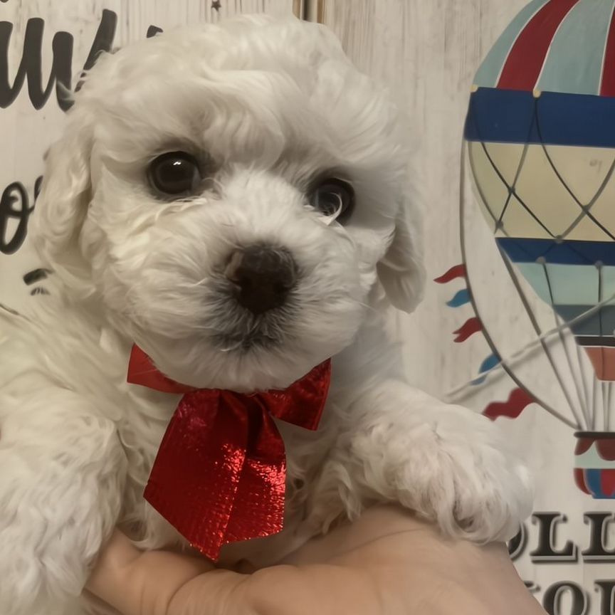 Бишон фризе, щенок