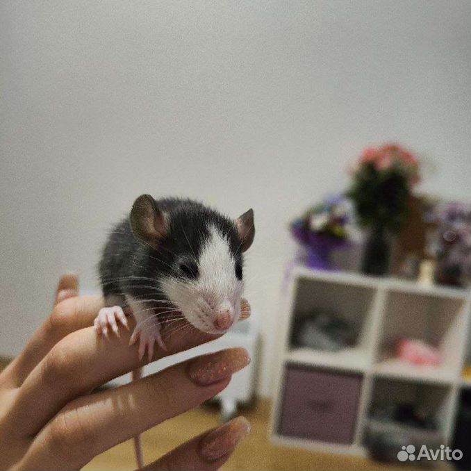 Крыса дамбо мальчики 1 месяц
