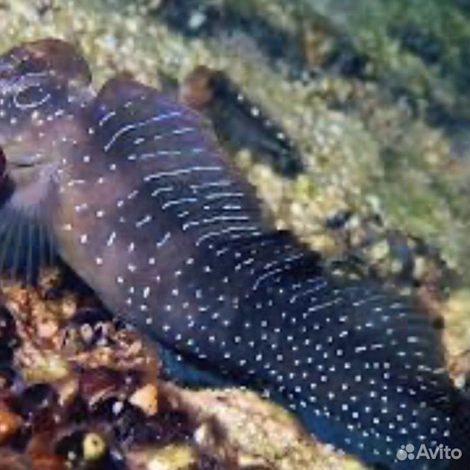 Морская собачка-павлин (Salaria pavo)