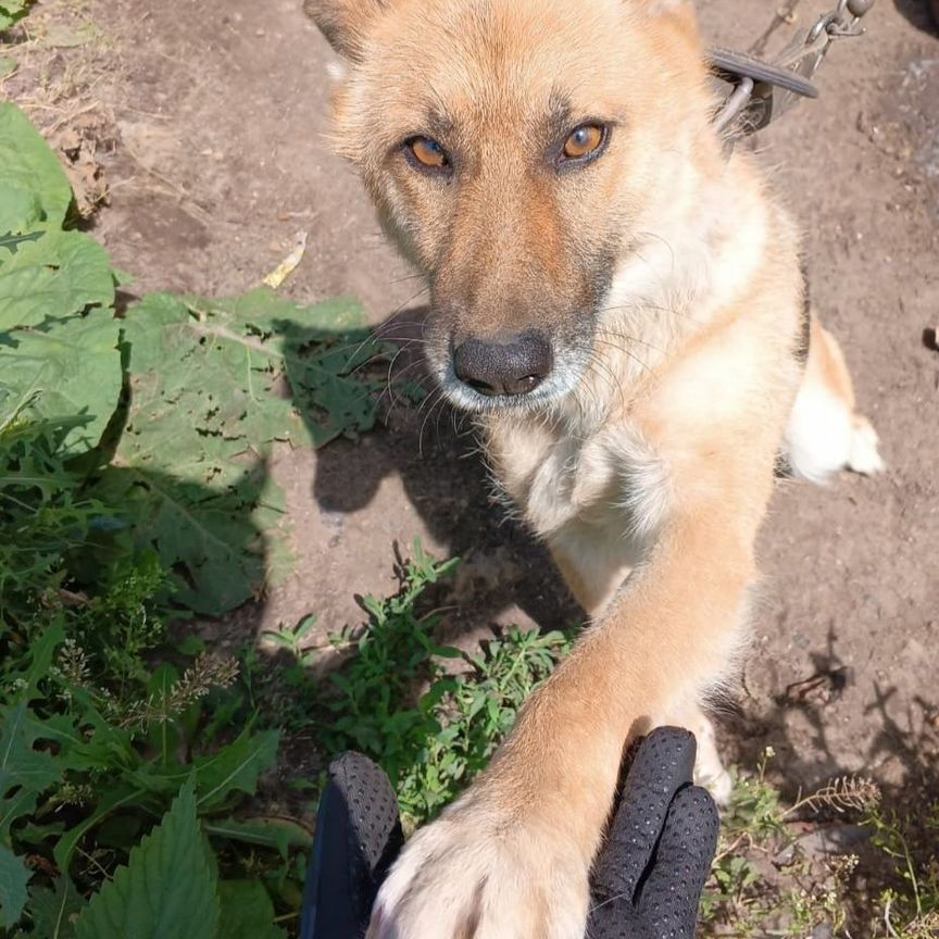 Собака в добрые руки